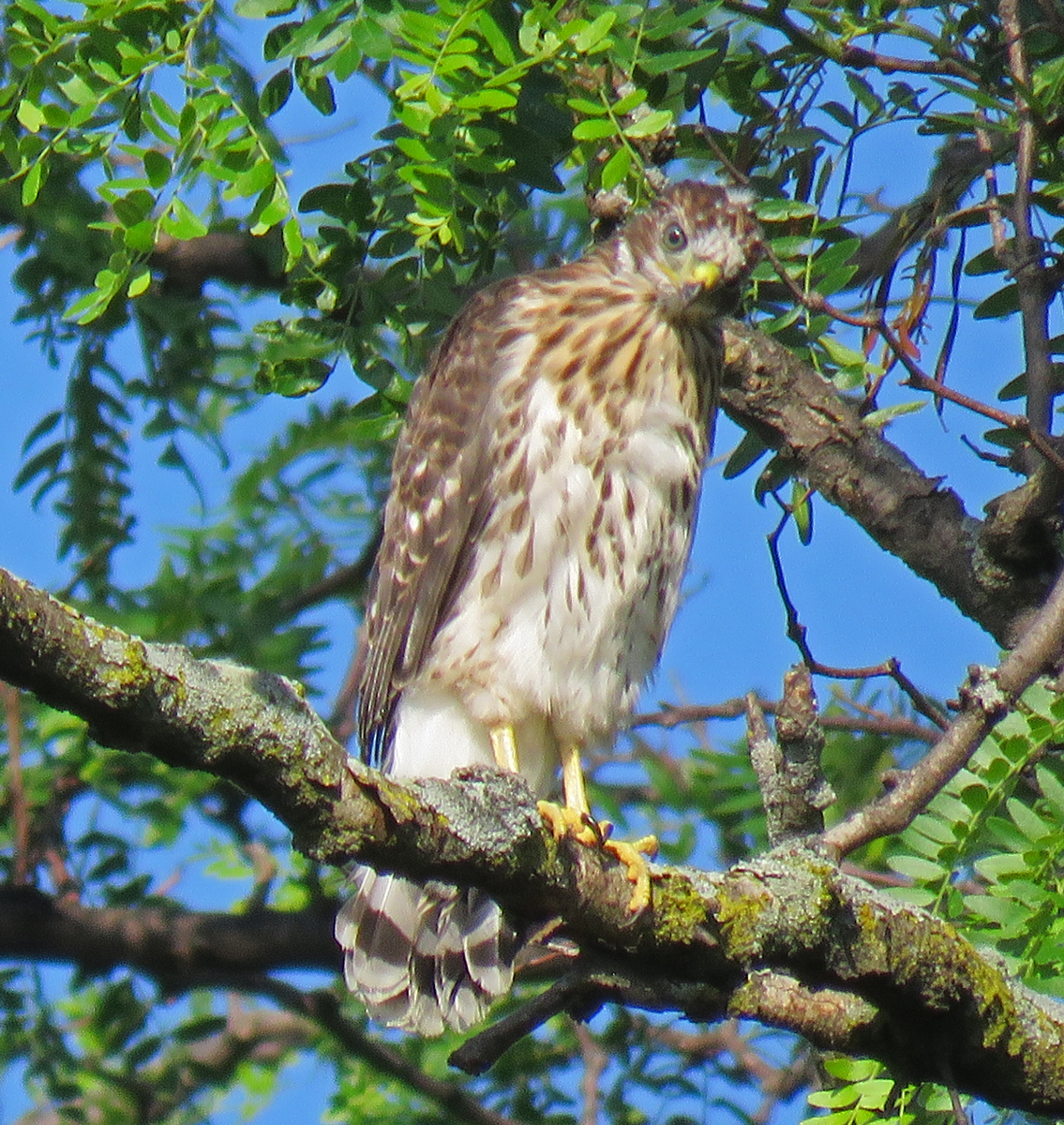Breeding Birds of 2017: Cooper’s Hawks | Nature in Douglass Park