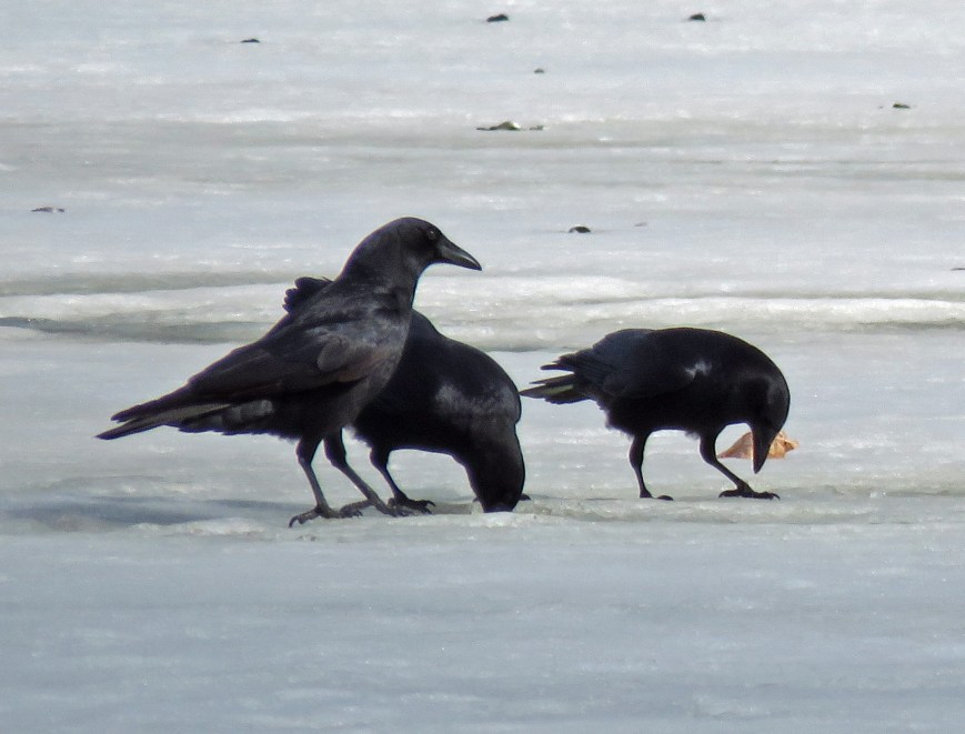 Nature in Douglass Park | A closer look at the animals and plants that ...